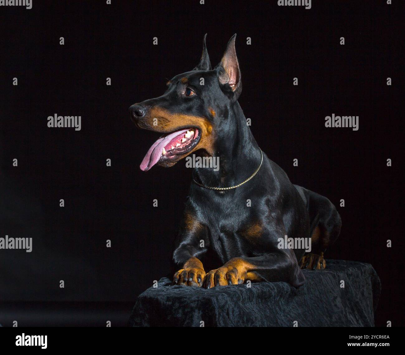 Black dog face Stock Photo - Alamy