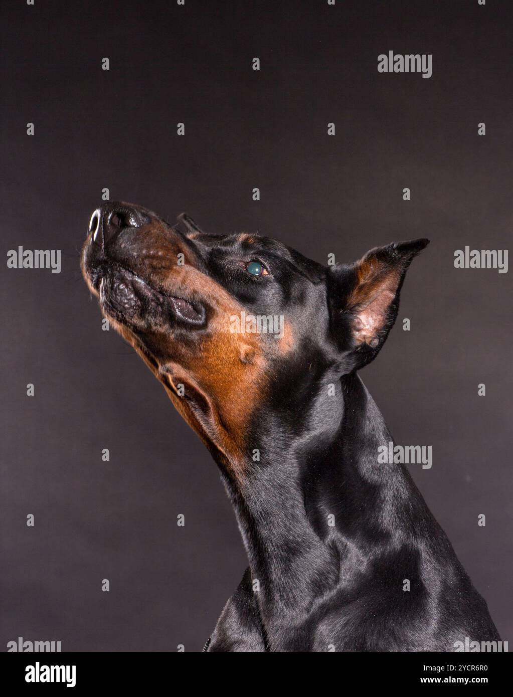 Doberman face hi-res stock photography and images - Alamy
