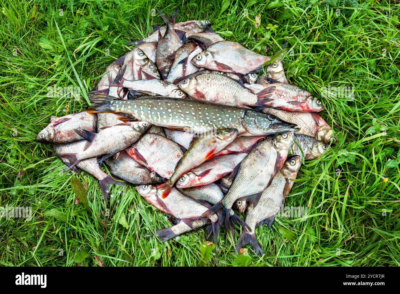 Fisherman trophy. Freshwater fish on the green grass Stock Photo - Alamy