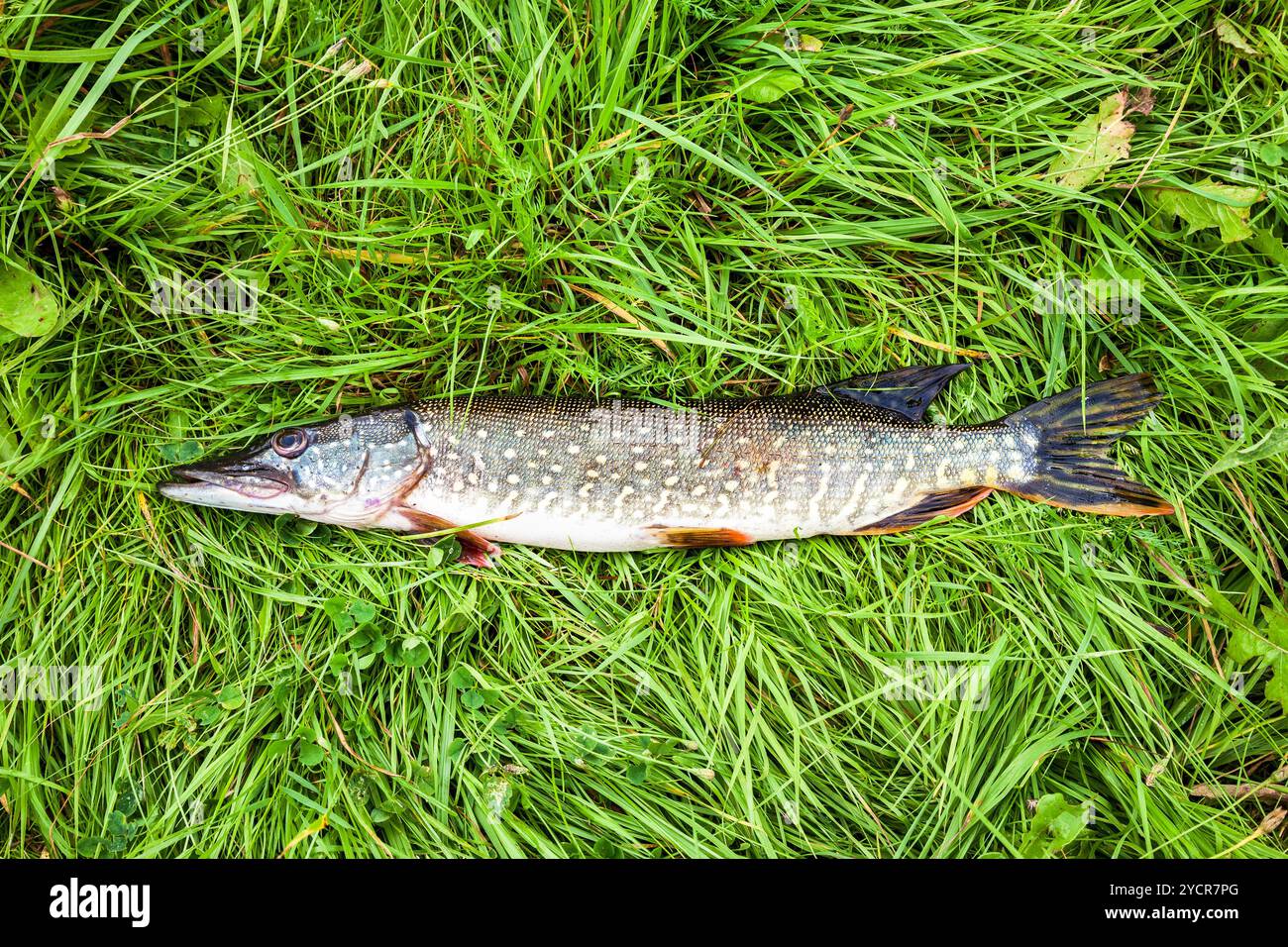 Fisherman of fortune hi-res stock photography and images - Alamy
