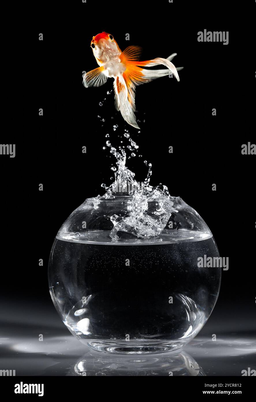 Goldfish jump aquarium water hi-res stock photography and images - Alamy