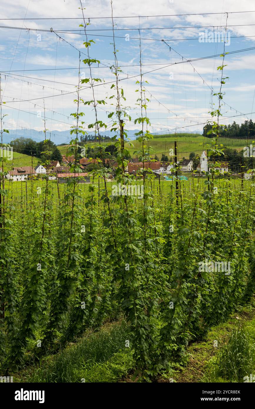 Hop garden, hop cultivation, hop plantation, Neukirch, near Tettnang ...