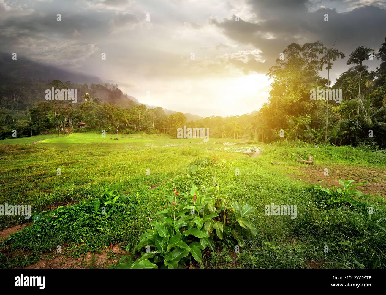 Forest scene in ceylon hi-res stock photography and images - Alamy