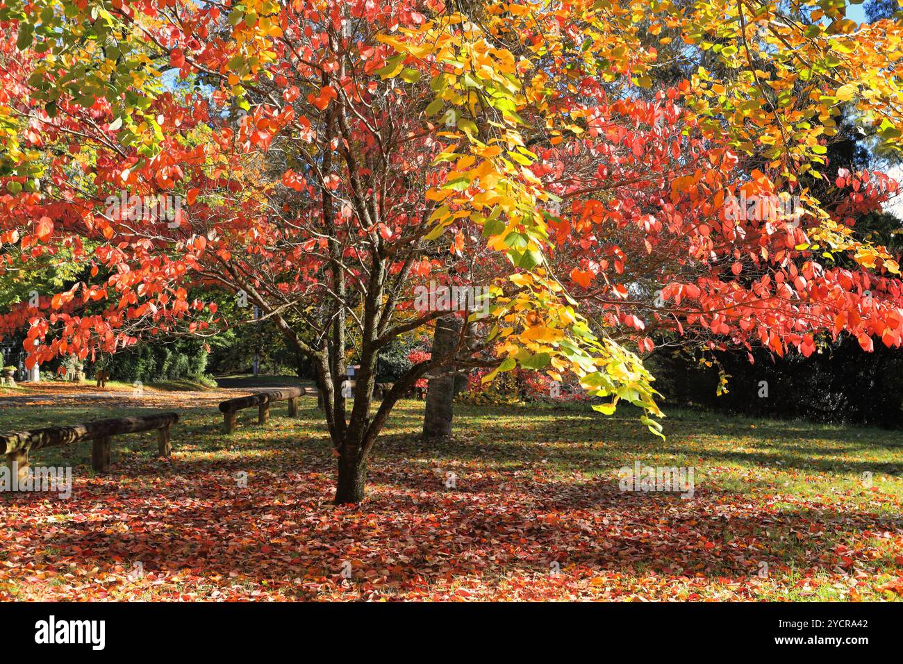 Amazing autumn colours hi-res stock photography and images - Alamy