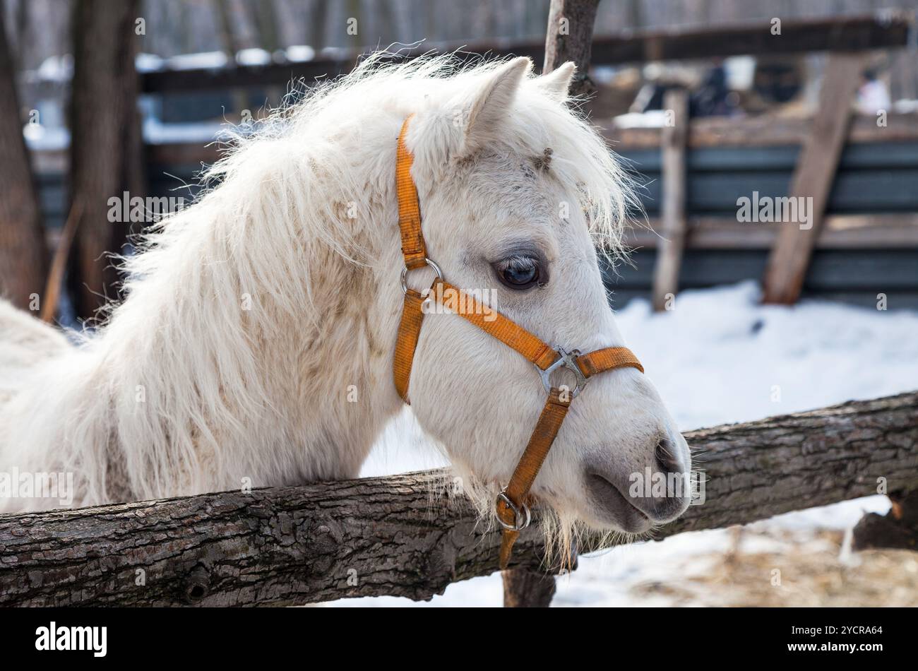 Head of a beautiful young horse at the farm Stock Photo - Alamy