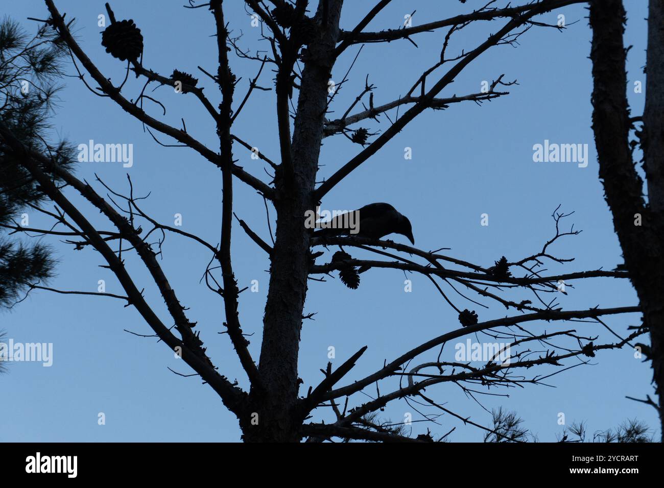 Crow on tree branches Stock Photo - Alamy
