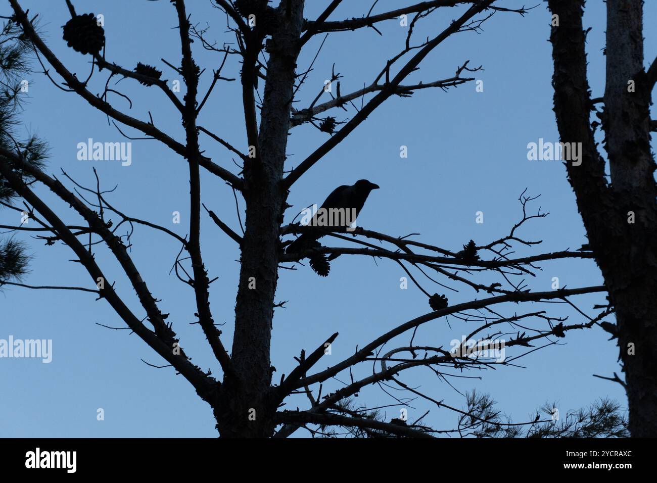 Crow on tree branches Stock Photo - Alamy