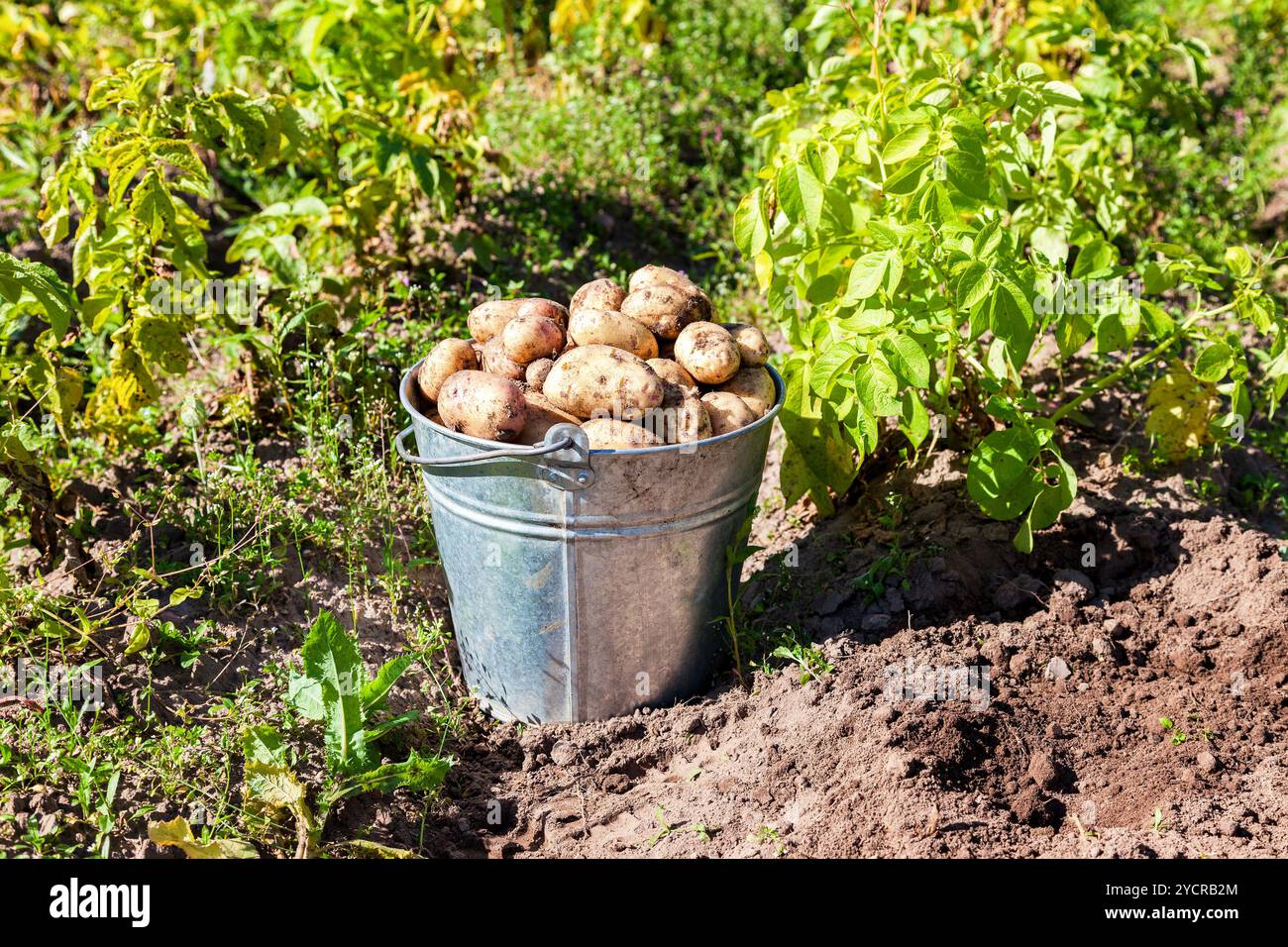 Harvesting of young fresh not washed potatoes with metal bucket Stock ...