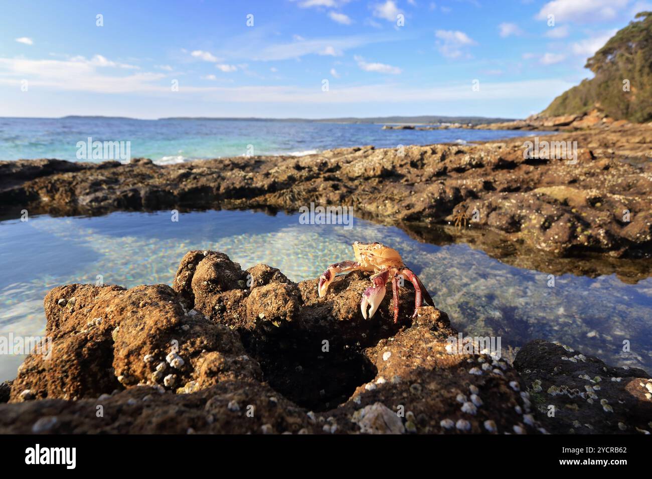 A sparkling bath of beauty with shell encrusted walls is the sea ...