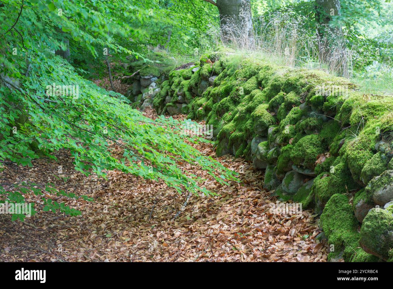 Old stone wall, Haeckeberga Nature Reserve, Skane, Sweden Stock Photo ...