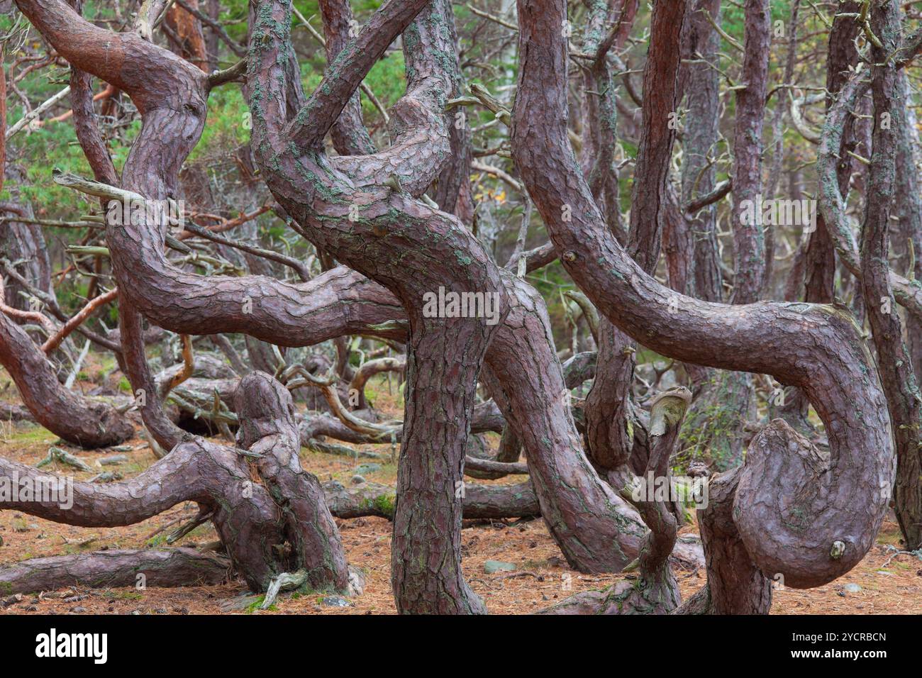 Scots pine, Pinus sylvestris, gnarled and rustically grown pines in the ...