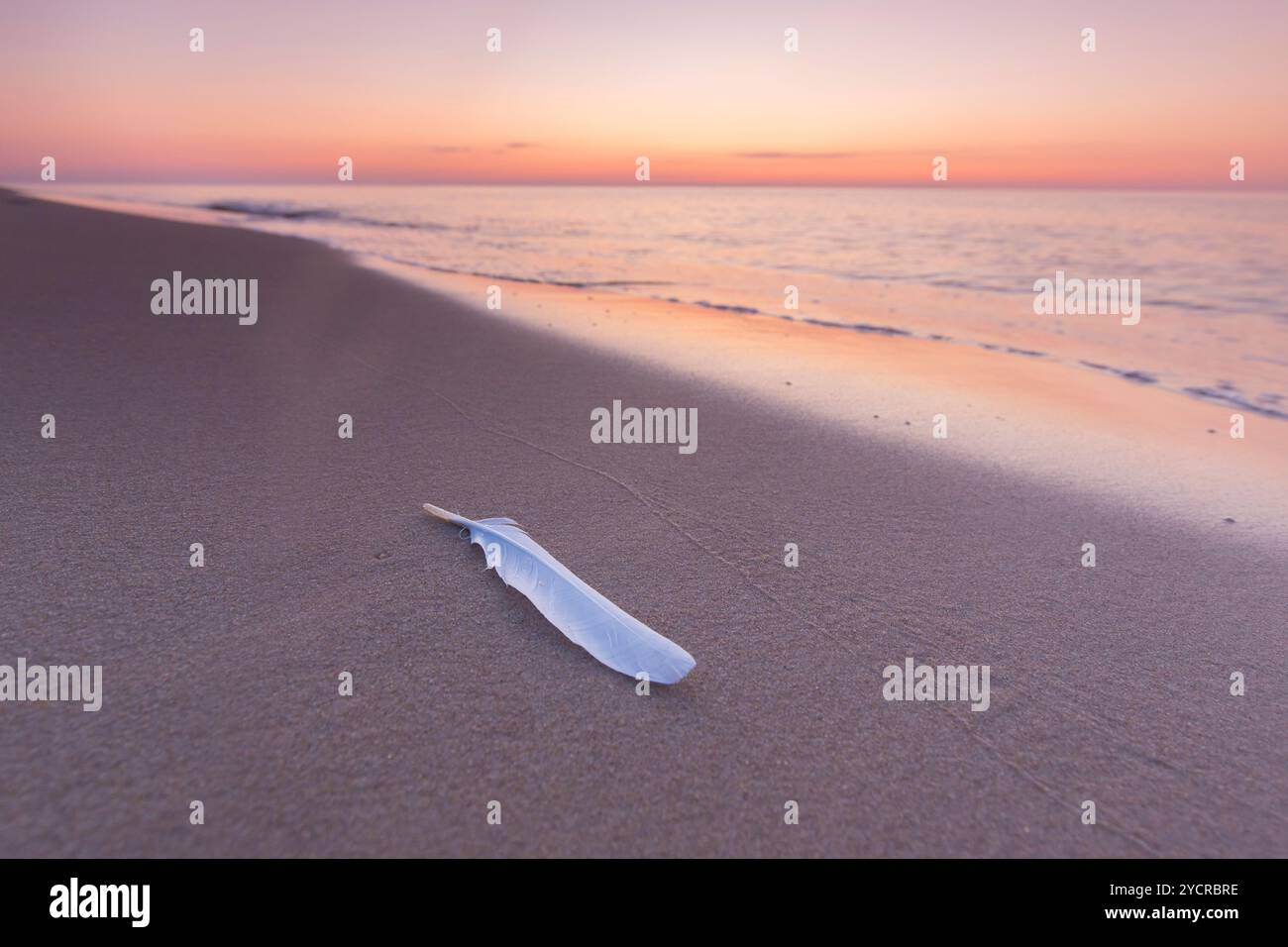 Feather on the beach at Knaebaeckshusen, Skåne County, Sweden Stock ...