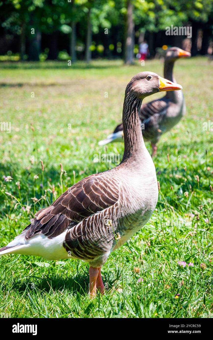 Grass geese hi-res stock photography and images - Alamy