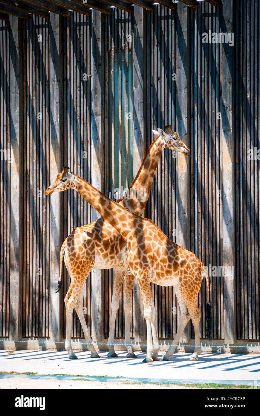 Two giraffes in zoo Stock Photo - Alamy