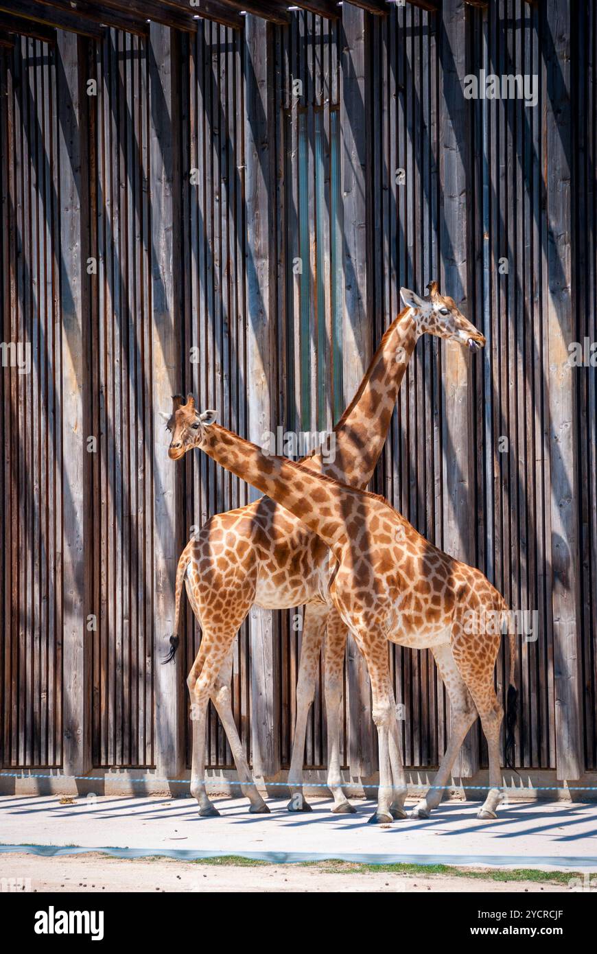 Giraffes enclosure hi-res stock photography and images - Alamy