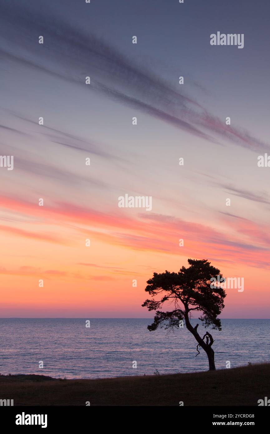 pine, Scots pine, Pinus sylvestris, lonely tree, summer, Havaeng, Skåne ...