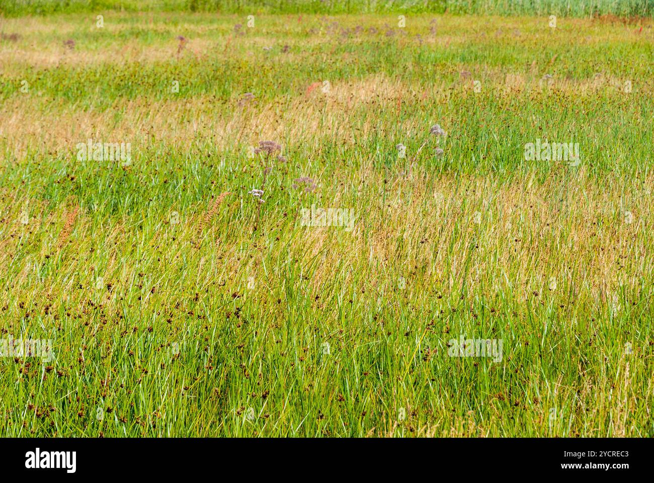 Reed grass background hi-res stock photography and images - Alamy