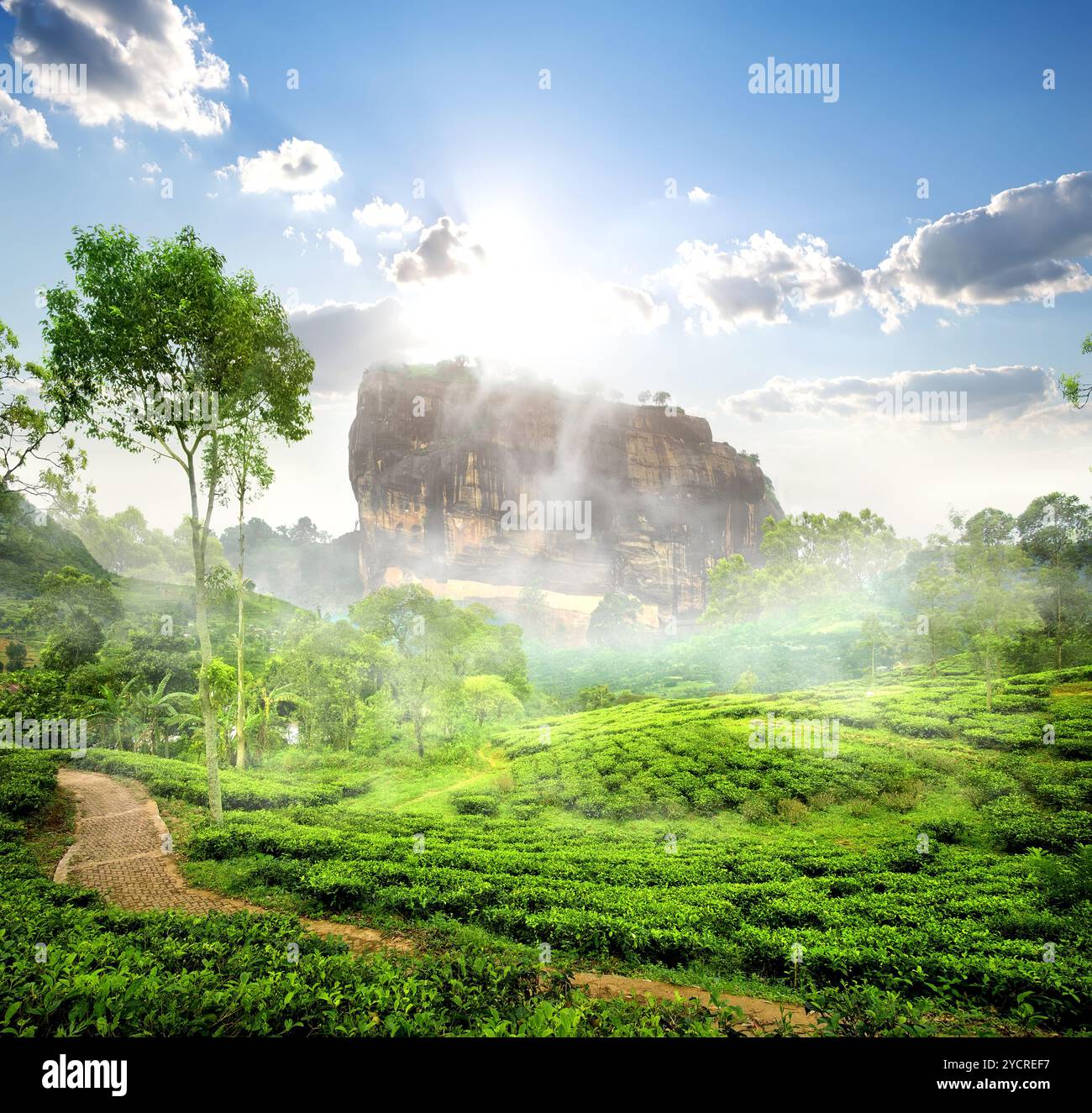 Sigiriya and tea field Stock Photo - Alamy