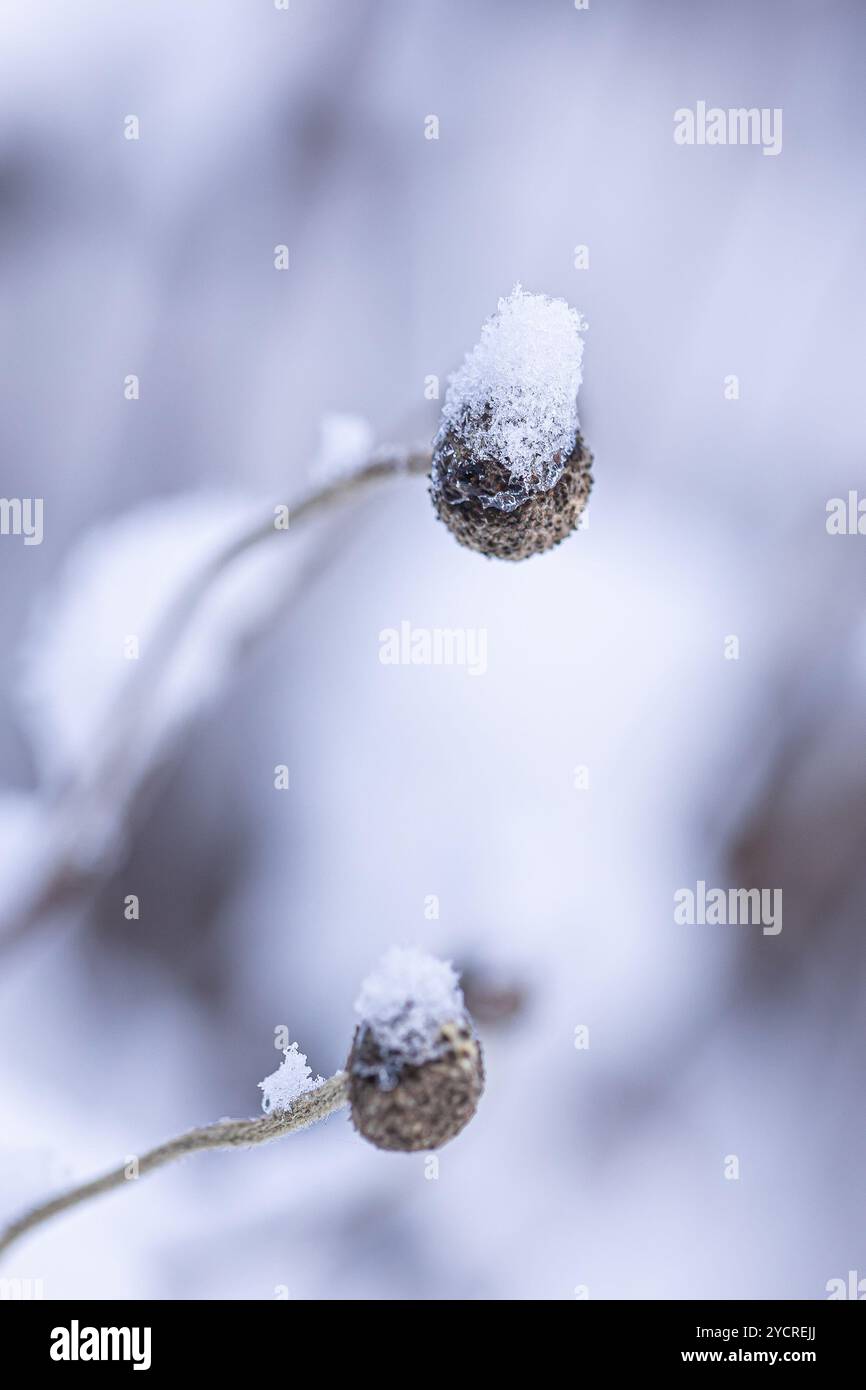 Dusted crystal texture hi-res stock photography and images - Alamy