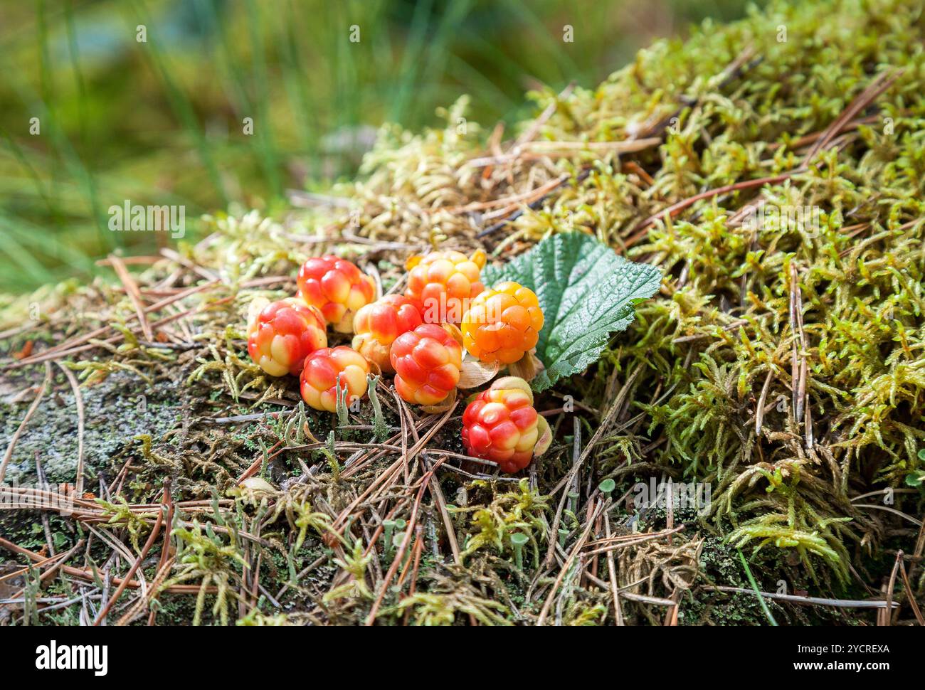 Cloudberry on a green vegetative background in wood. Fresh wild fruit ...
