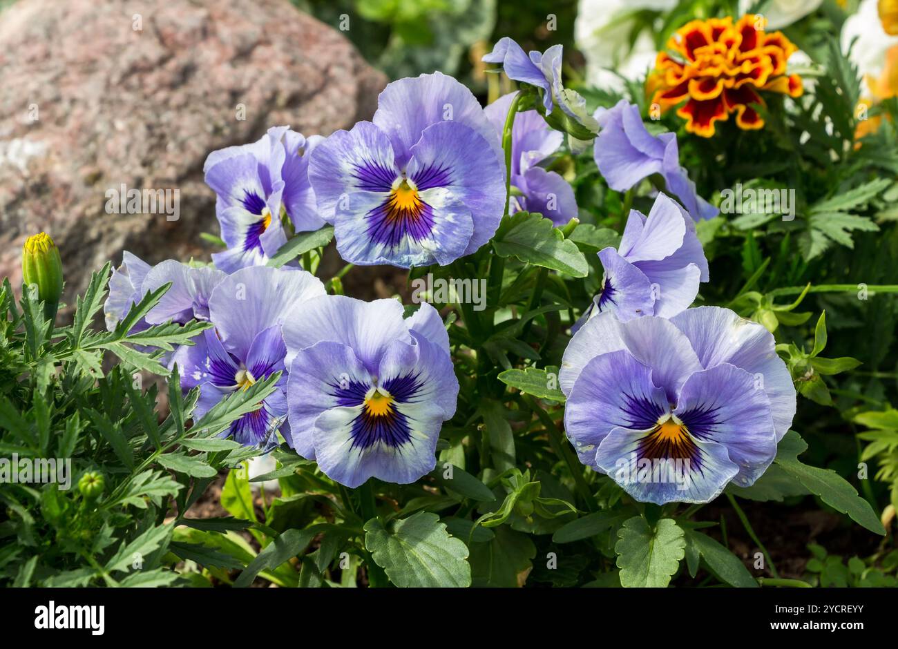 Beautiful spring flowers in the flowerbed beautiful hi-res stock ...