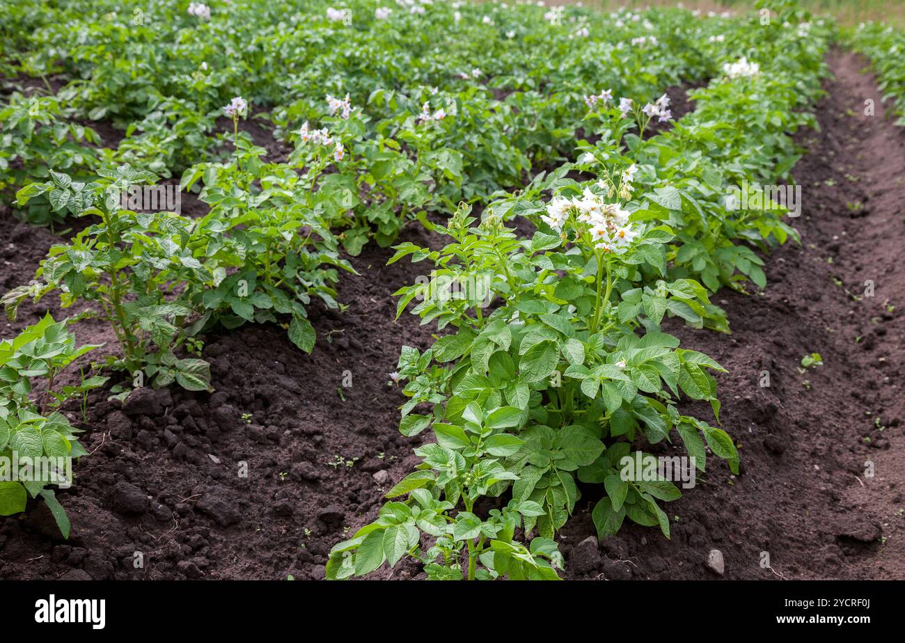 Potato bushes blooming with white flowers growing on the plantation ...