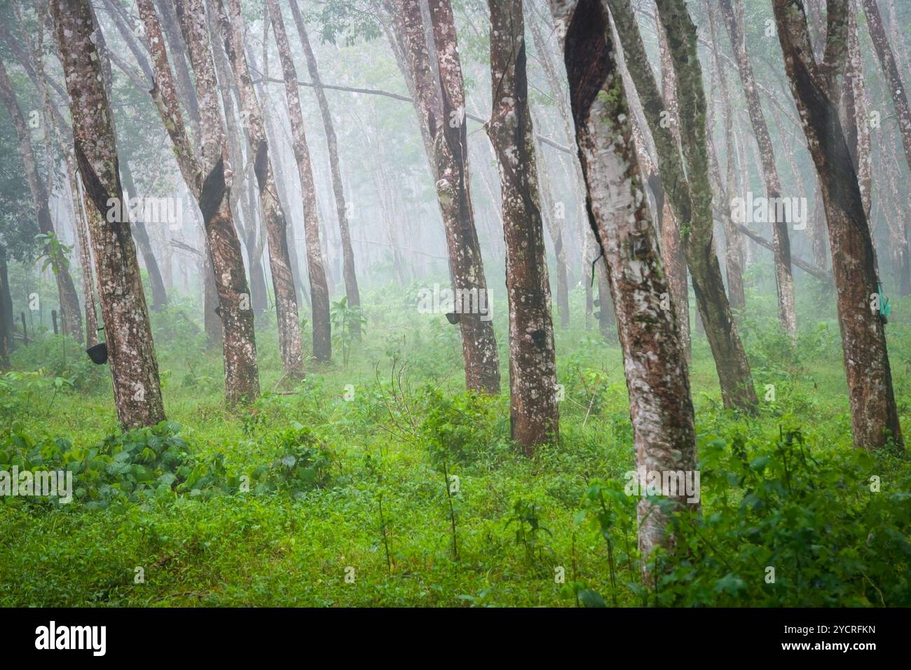 Atural rubber trees Stock Photo - Alamy