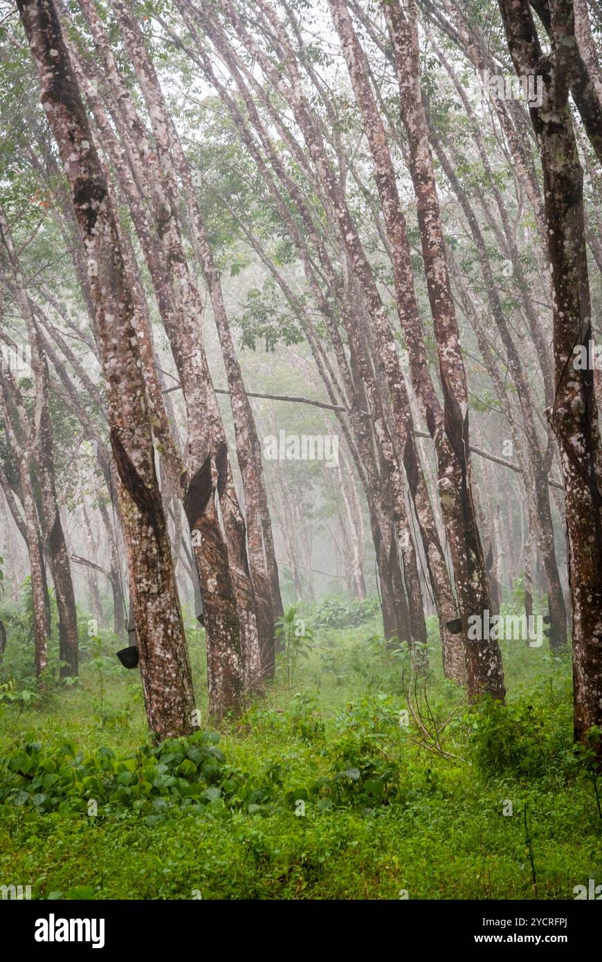 India rubber plant hi-res stock photography and images - Alamy