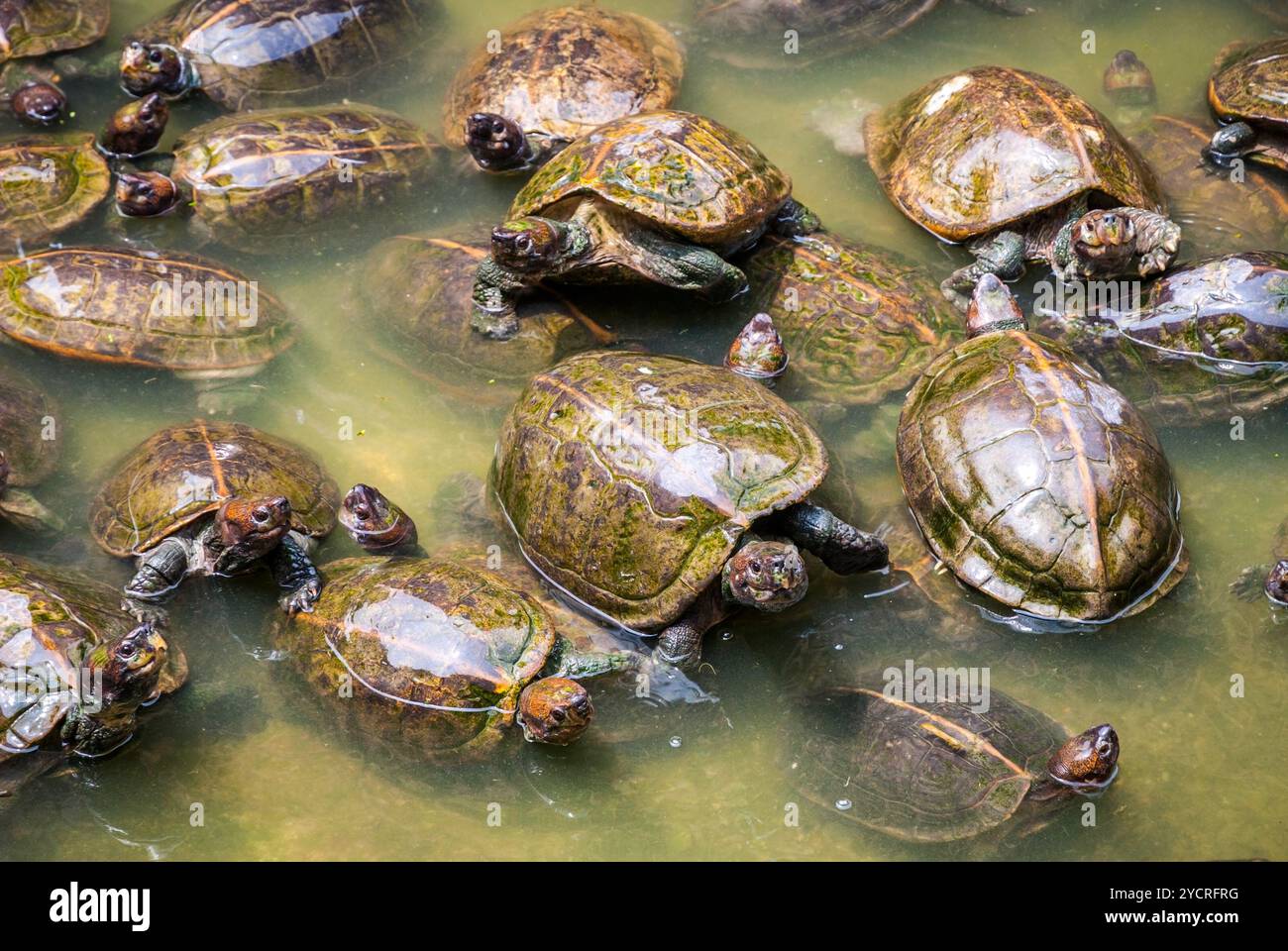 Turtles shell hi-res stock photography and images - Alamy