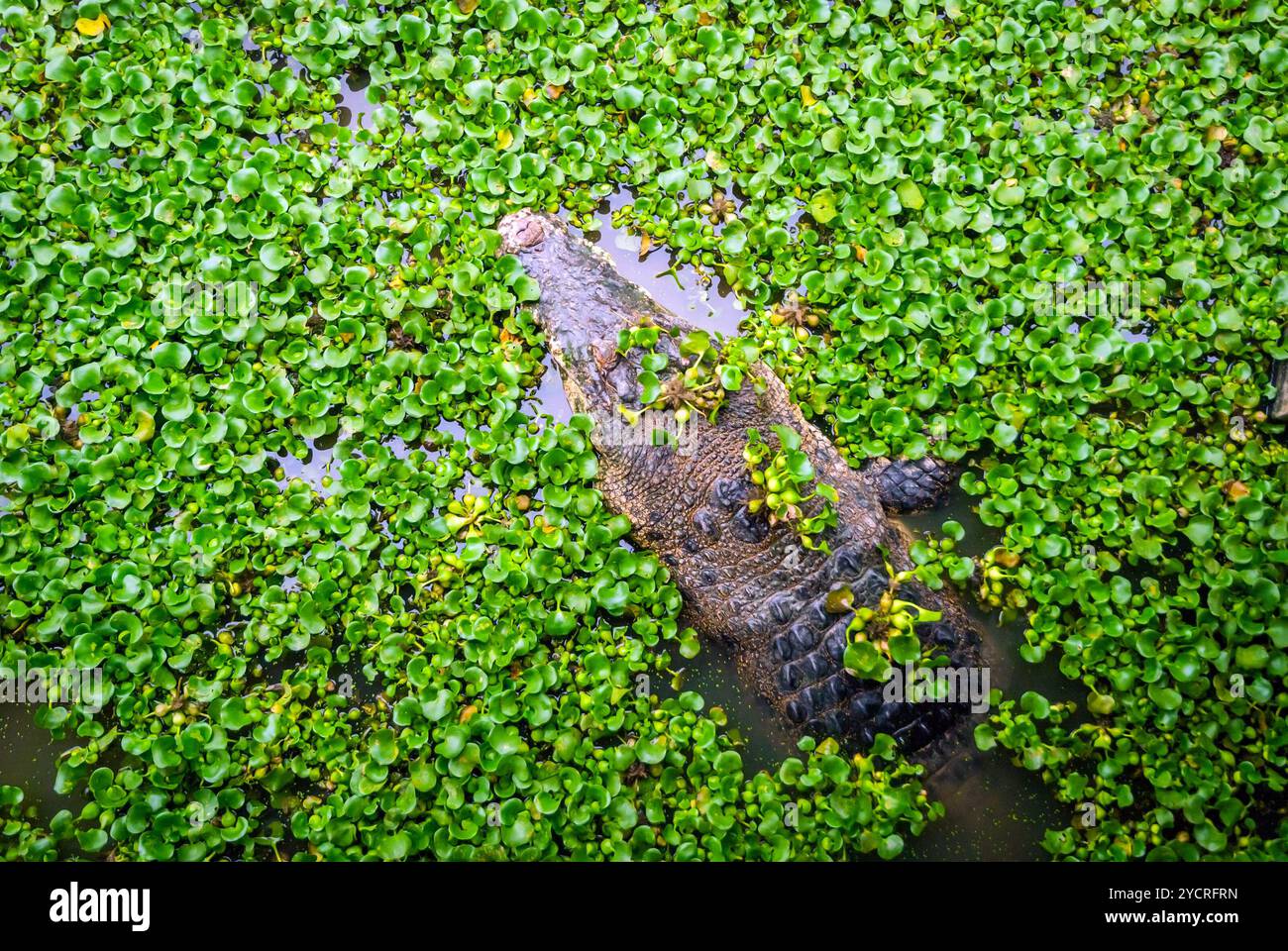 Crocodile swimming in pond hi-res stock photography and images - Alamy