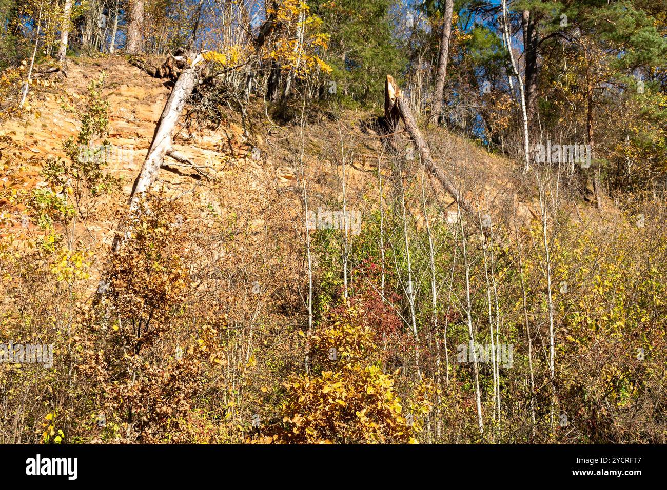 sandstone outcrops on the bank of Brasla river, colorful trees in ...