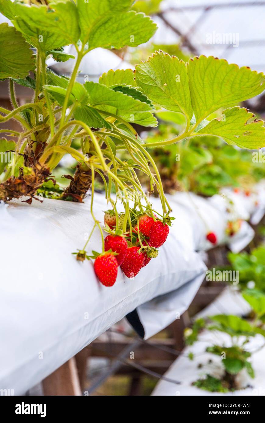 Strawberries growing in lines hi-res stock photography and images - Alamy