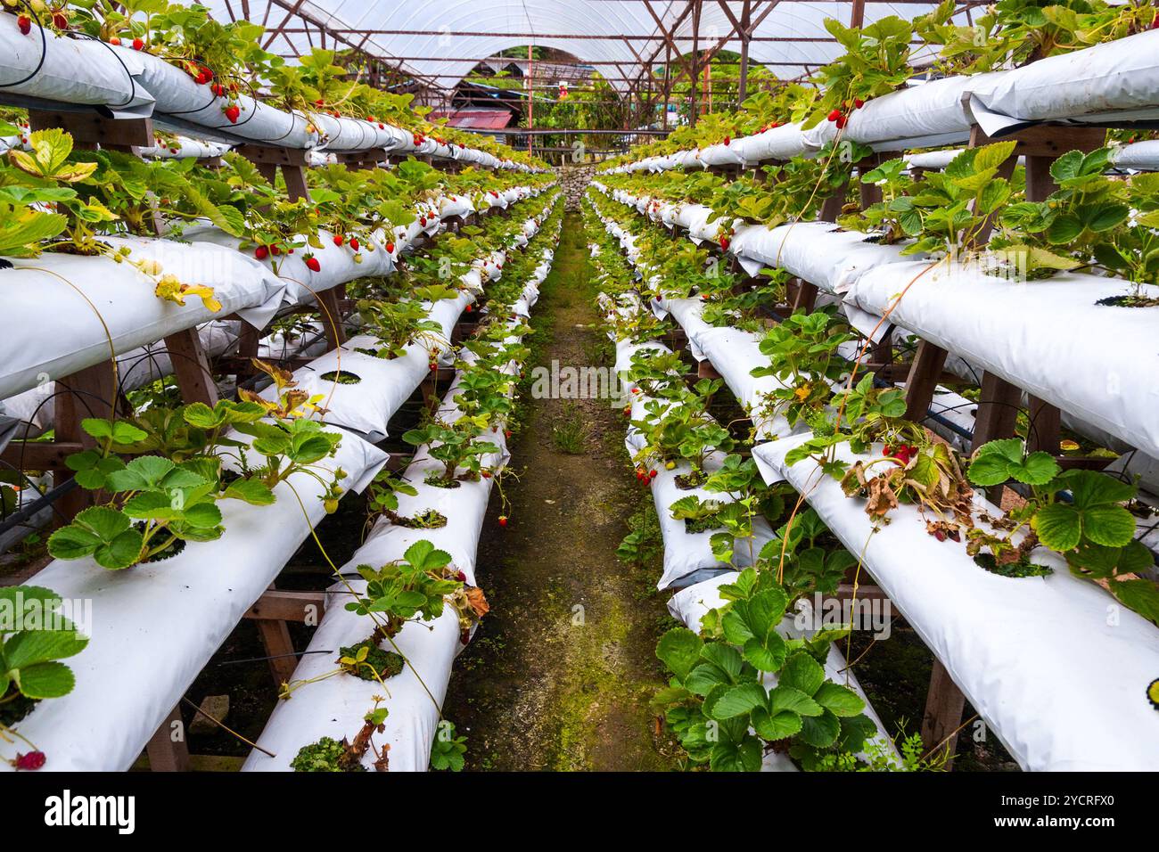 Strawberries growing in lines in greenhouse Stock Photo - Alamy