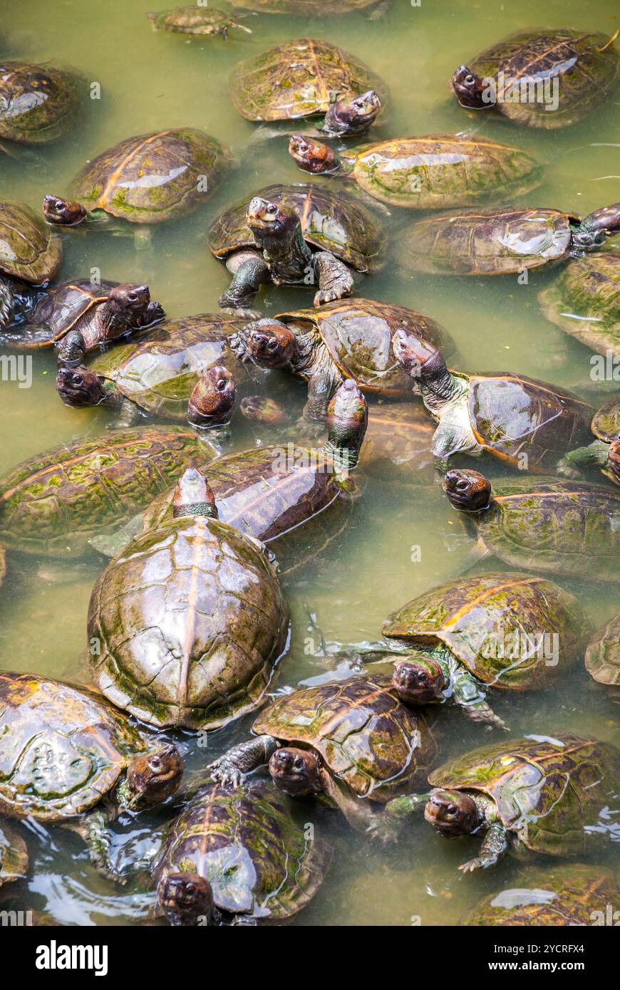 Turtles in water Stock Photo - Alamy