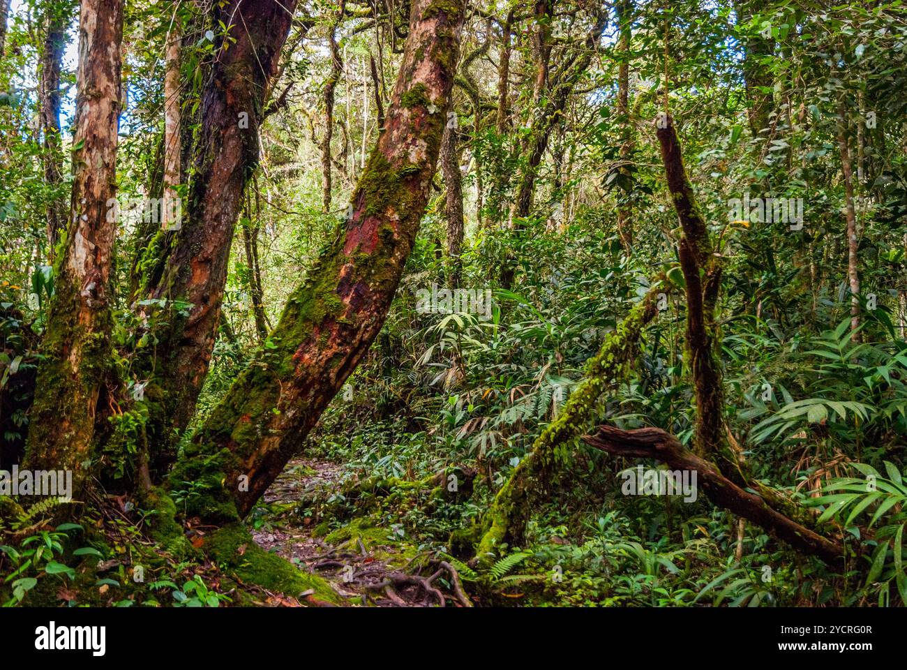 Beautiful scene of wild rain forest in bright colors in daylight ...