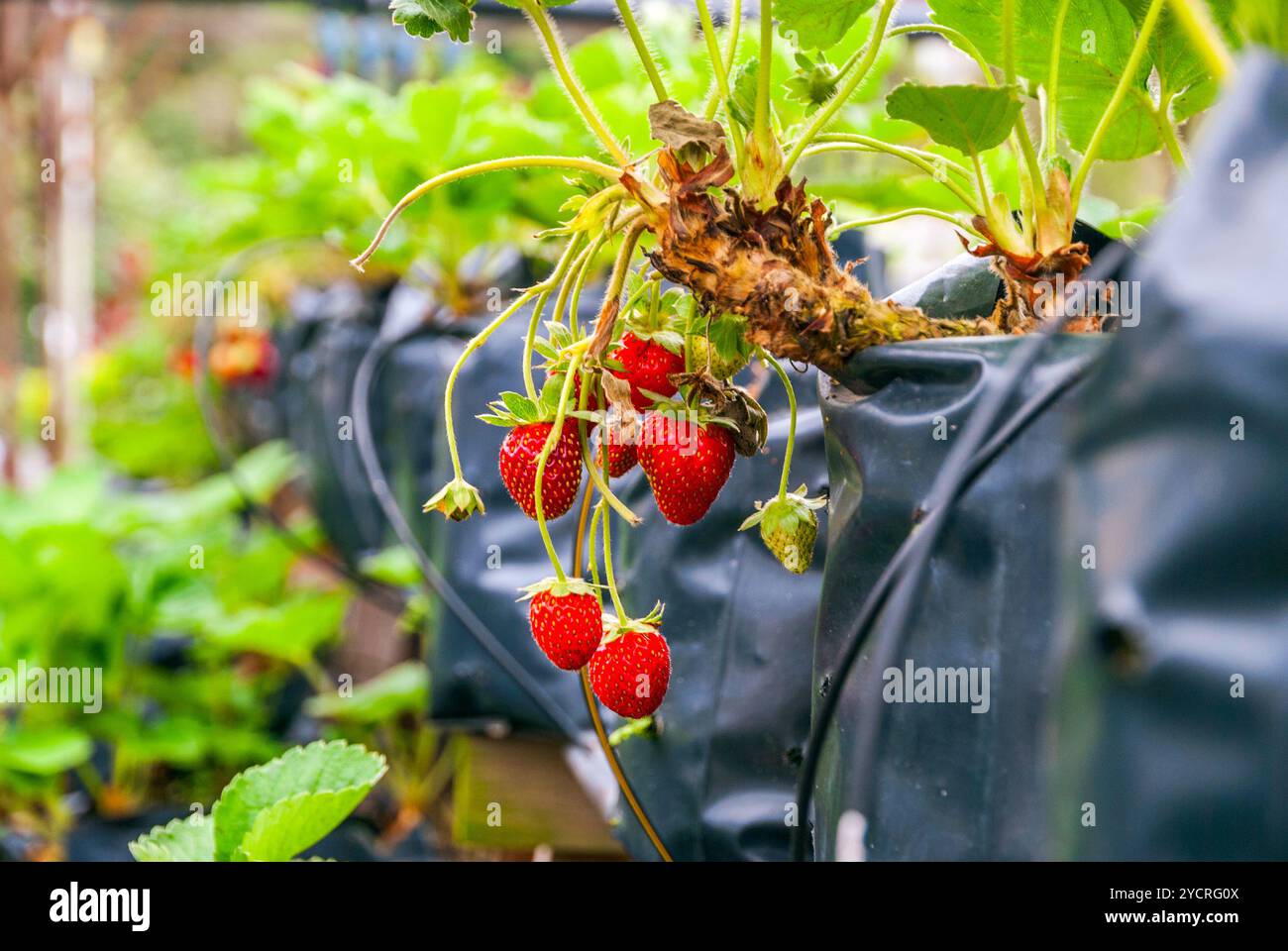 Strawberries growing in lines in greenhouse Stock Photo - Alamy