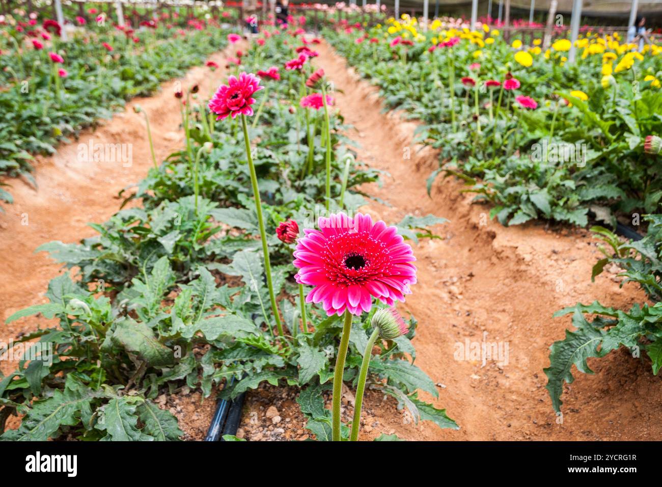 Indoor garden view hi-res stock photography and images - Alamy