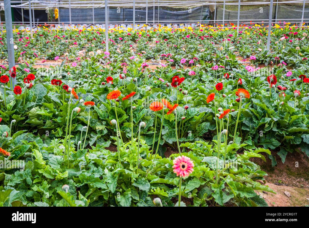 Beautiful farm up view hi-res stock photography and images - Alamy