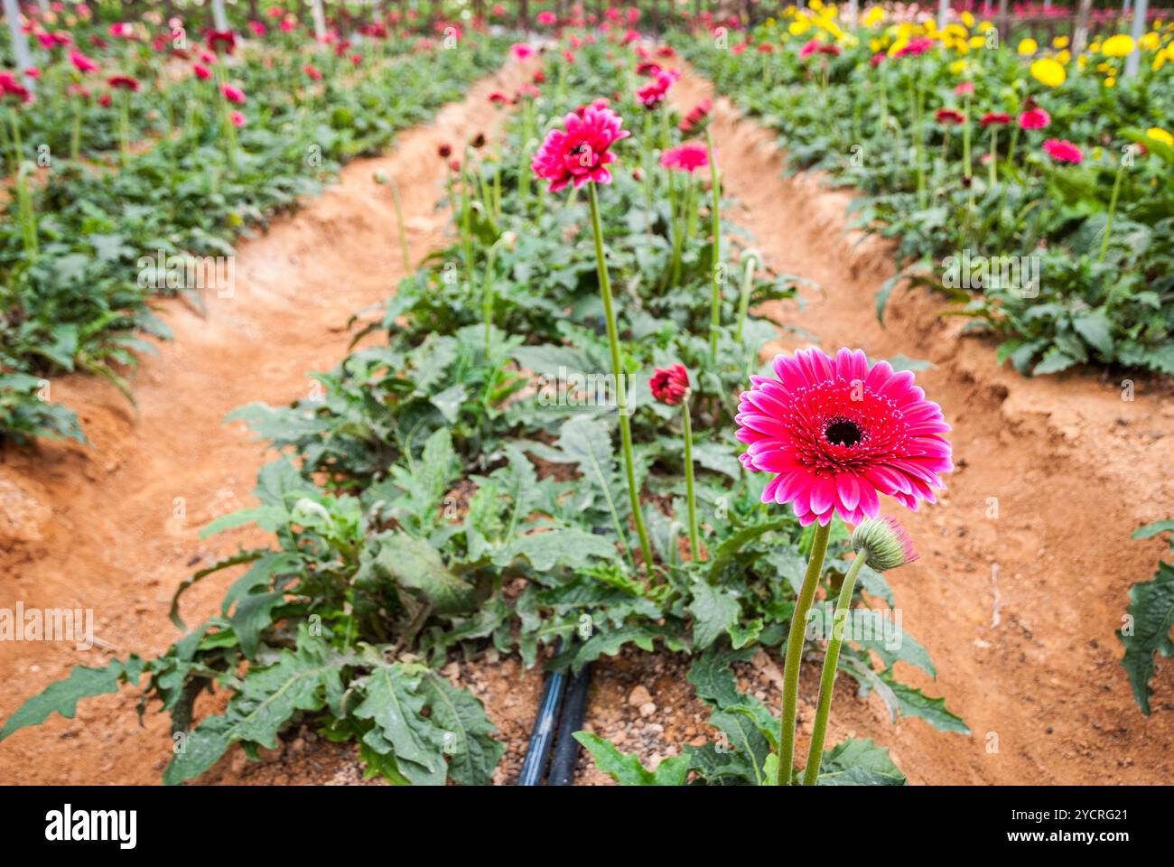 Beautiful farm up view hi-res stock photography and images - Alamy