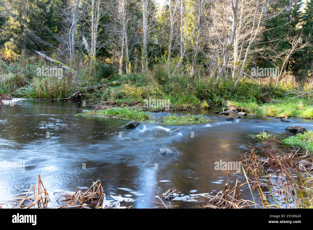 rapid flow of a wild river, blurred water surface, autumn in nature ...