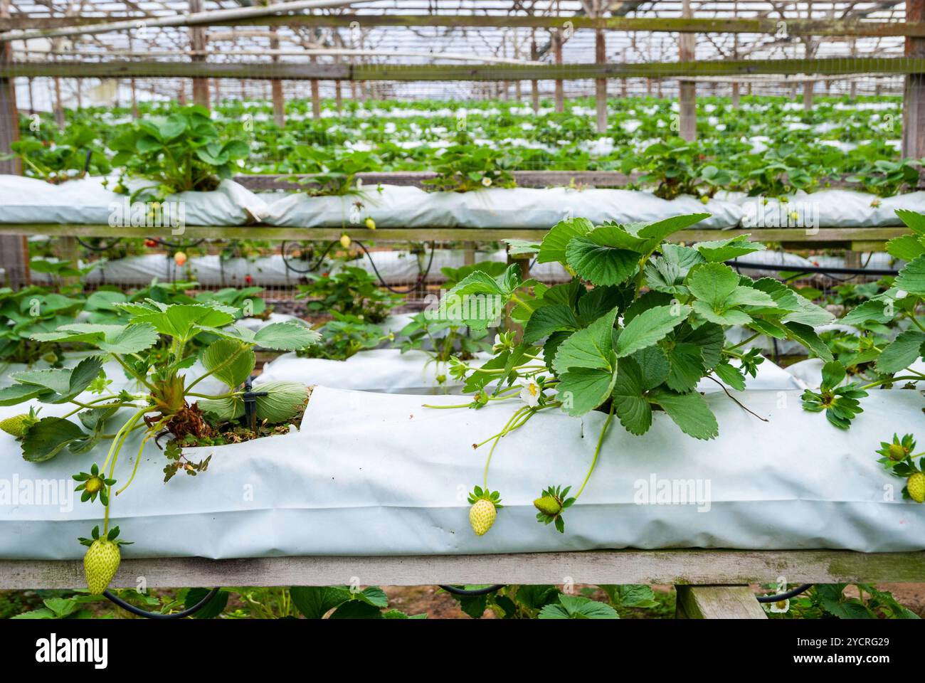 Row strawberries hi-res stock photography and images - Alamy