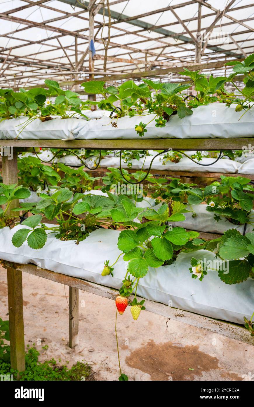 Strawberries growing in lines hi-res stock photography and images - Alamy
