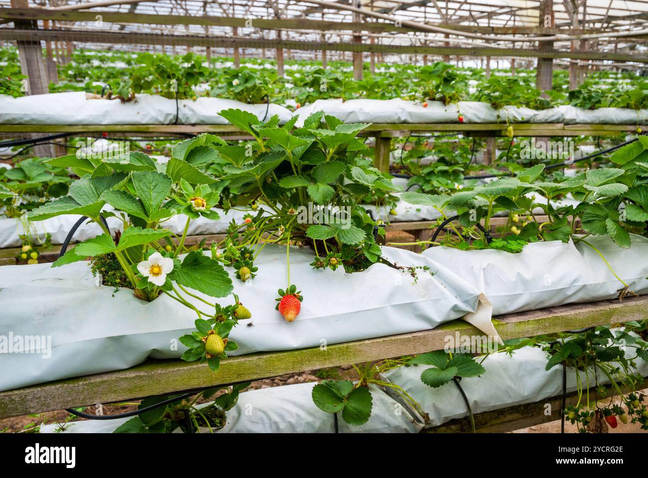 Strawberry greenhouse hi-res stock photography and images - Alamy
