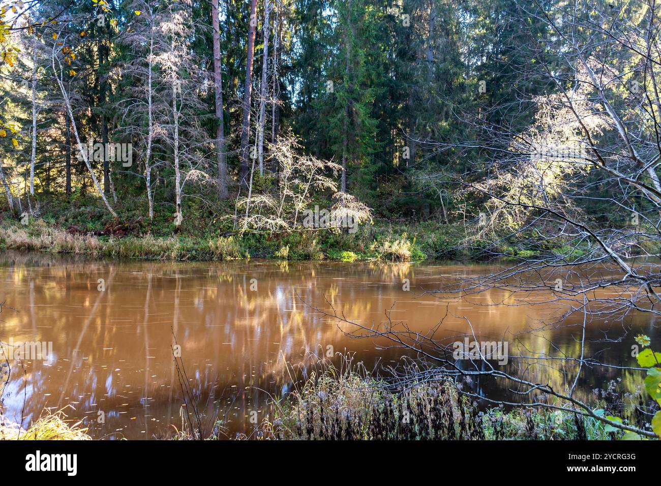 rapid flow of a wild river, blurred water surface, autumn in nature ...