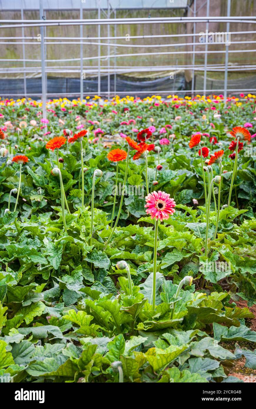 Indoor garden view hi-res stock photography and images - Alamy