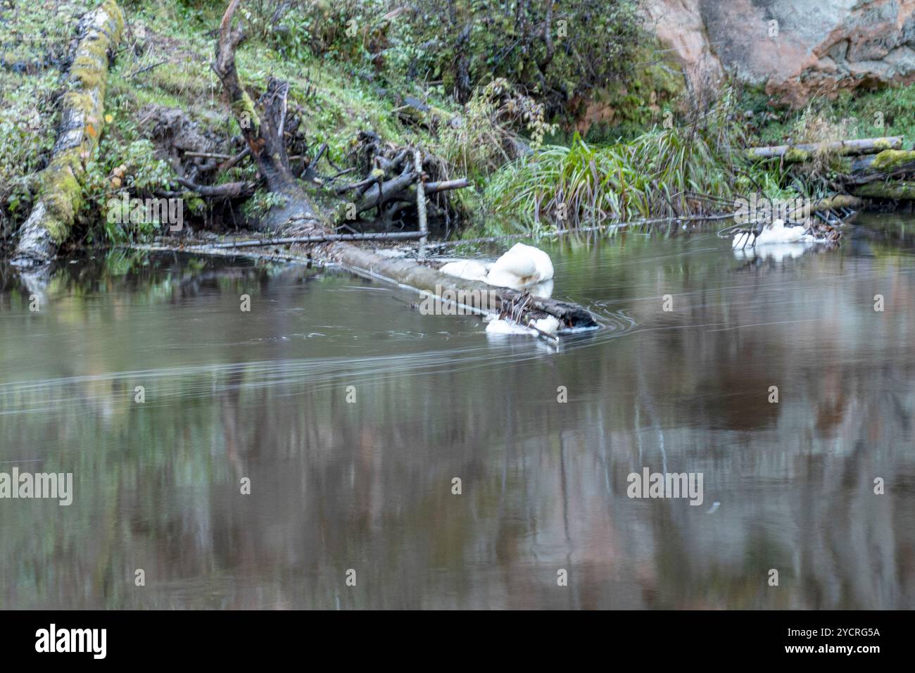 rapid flow of a wild river, blurred water surface, autumn in nature ...