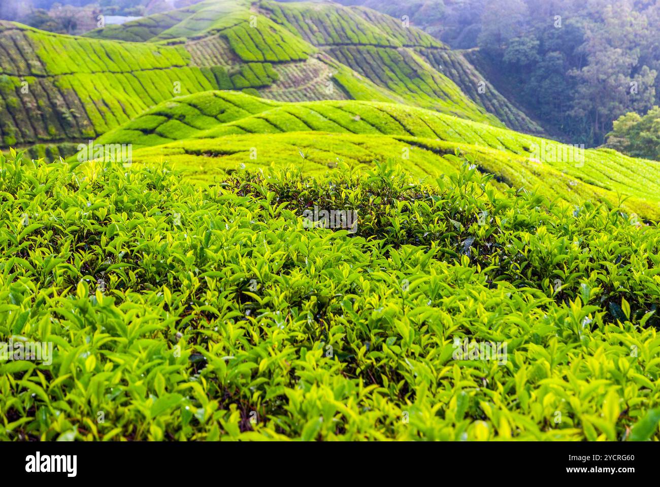Cameron field hi-res stock photography and images - Alamy