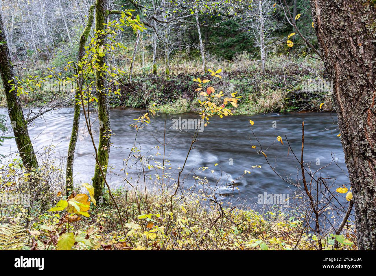 rapid flow of a wild river, blurred water surface, autumn in nature ...