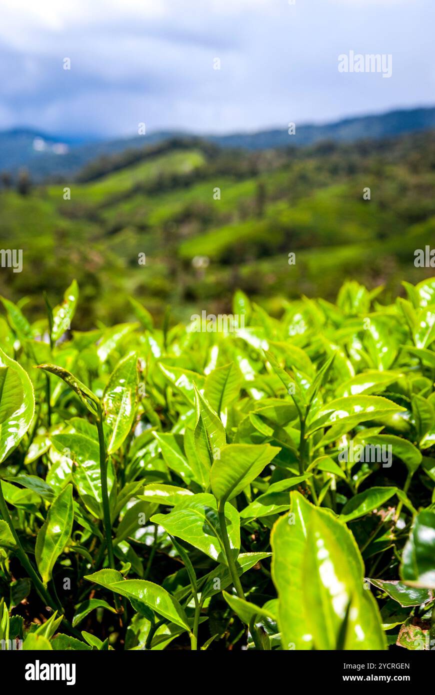 Bush tea hi-res stock photography and images - Alamy