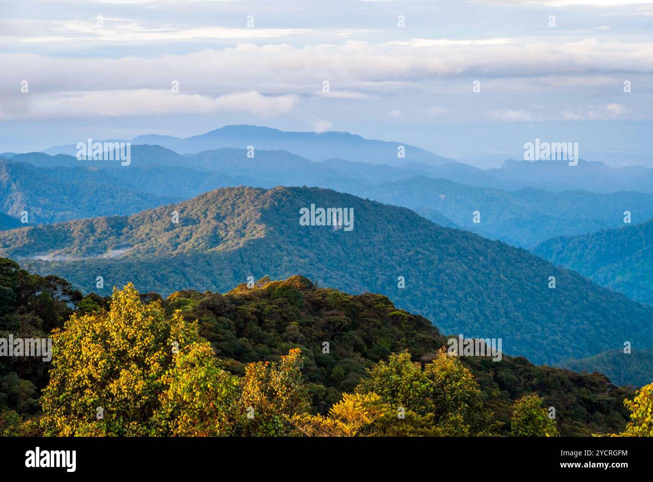 Sunrise over Gunung Brinchang misty jungle in Cameron highlands ...